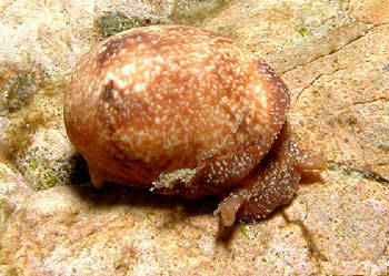 头J目 Cephalaspidea 蓝色动物学（中国动物学科普）